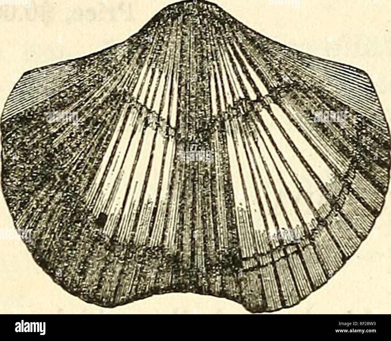 Brachiopod Drawing