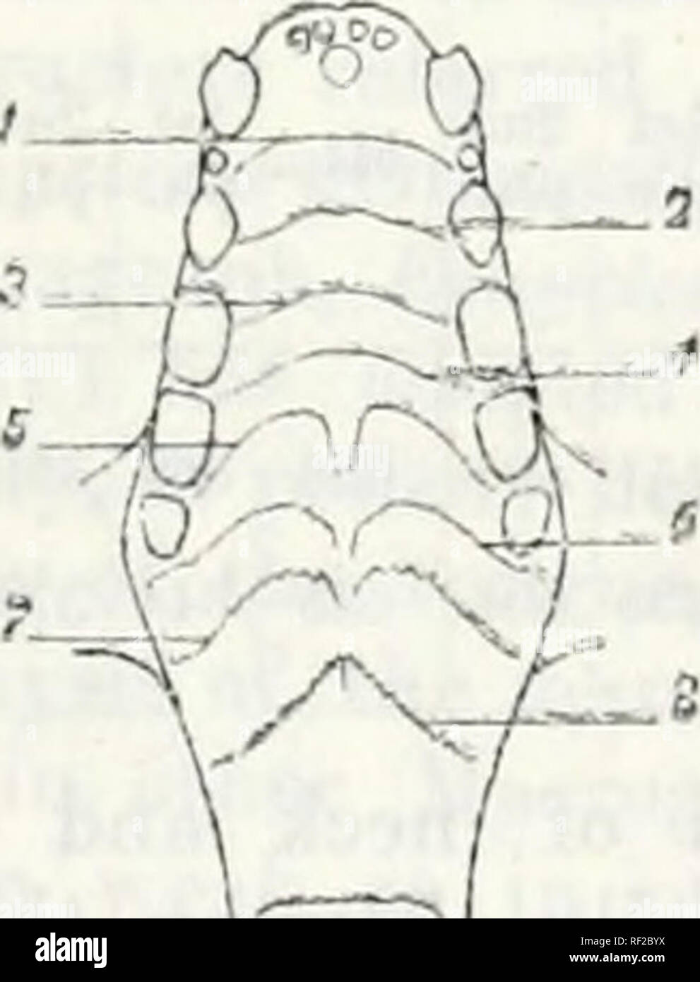 Cleris hi-res stock photography and images - Alamy
