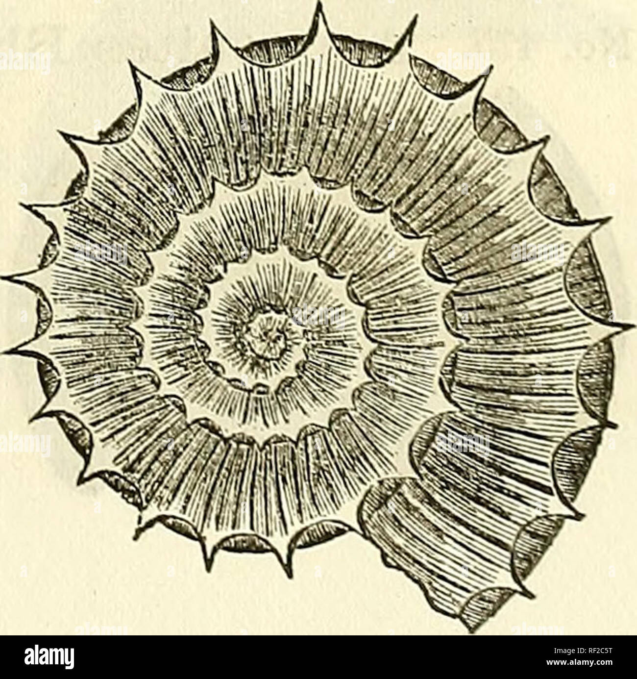 . Catalogue of casts of fossils, from the principal museums of Europe ...