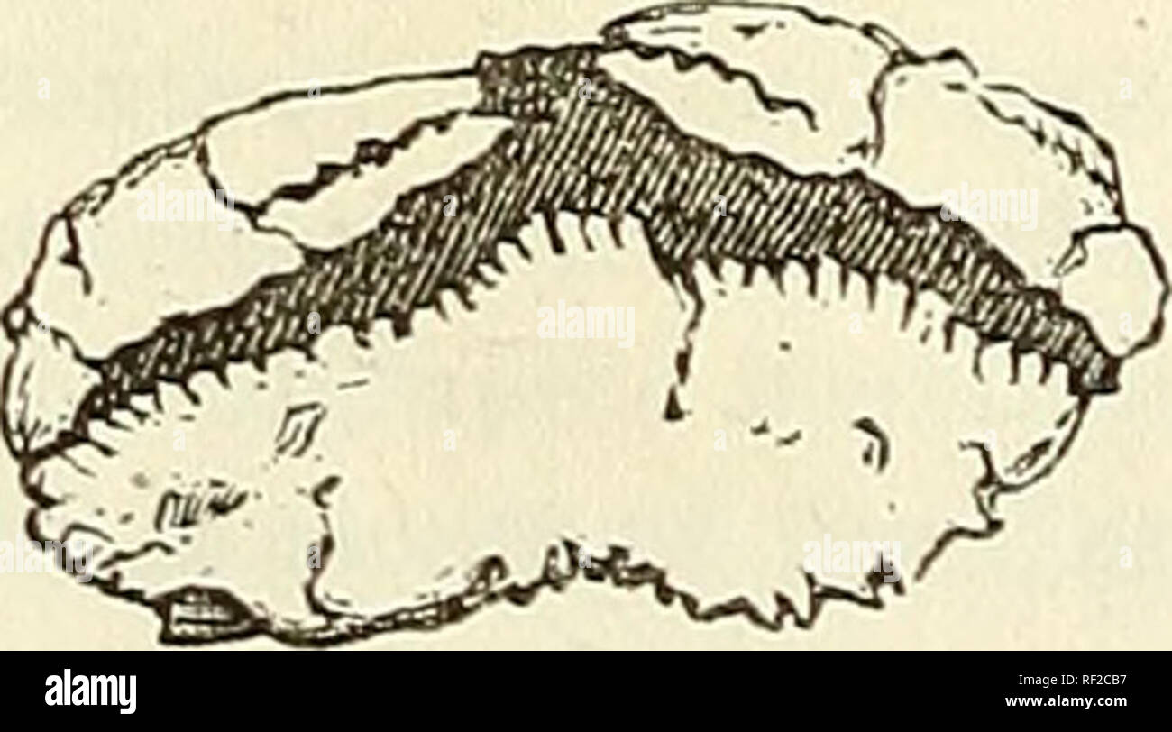 . Catalogue of casts of fossils, from the principal museums of Europe ...