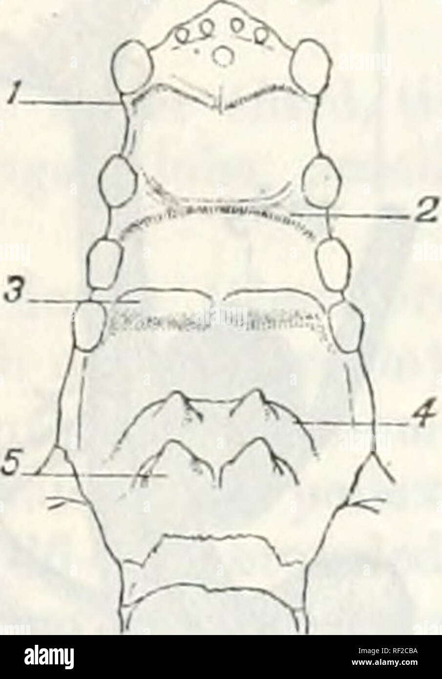 Prominent palate hi-res stock photography and images - Alamy