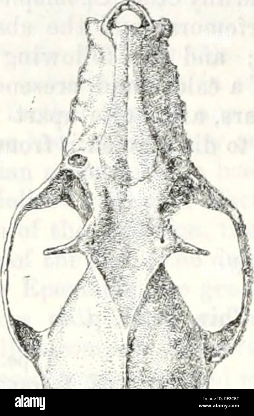 Broad rostrum hi-res stock photography and images - Alamy