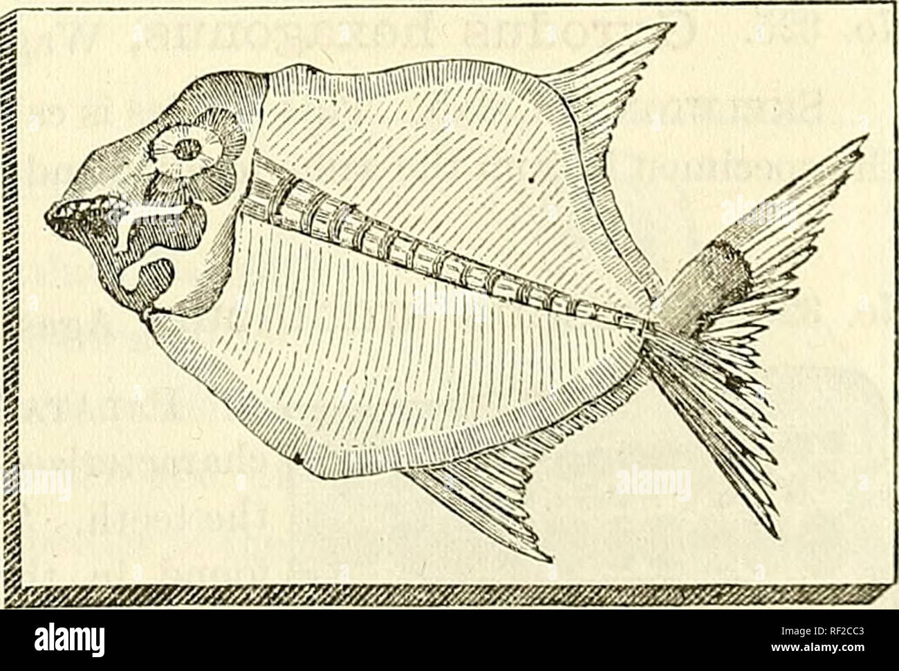 Pycnodus teeth hi-res stock photography and images - Alamy