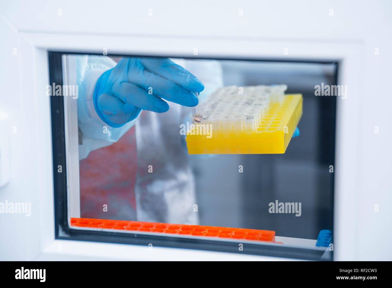 Dna test in the lab. Test tubes with biomaterials in the hands of a ...
