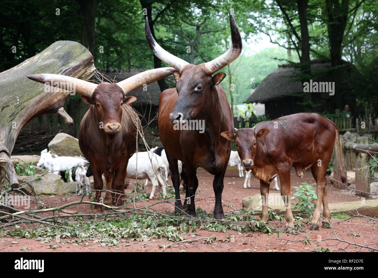 Watusi or Watussi (Bos taurus) cattle, bull in the middle, cow left ...