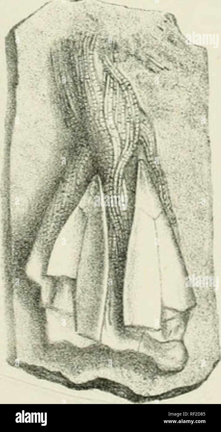 . Catalogue of the Blastoidea in the Geological Department of the ...