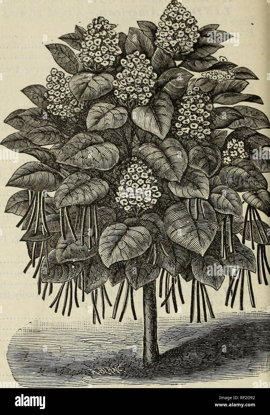 . Catalogue of Bridgeville Nurseries. Nurseries (Horticulture) Delaware ...