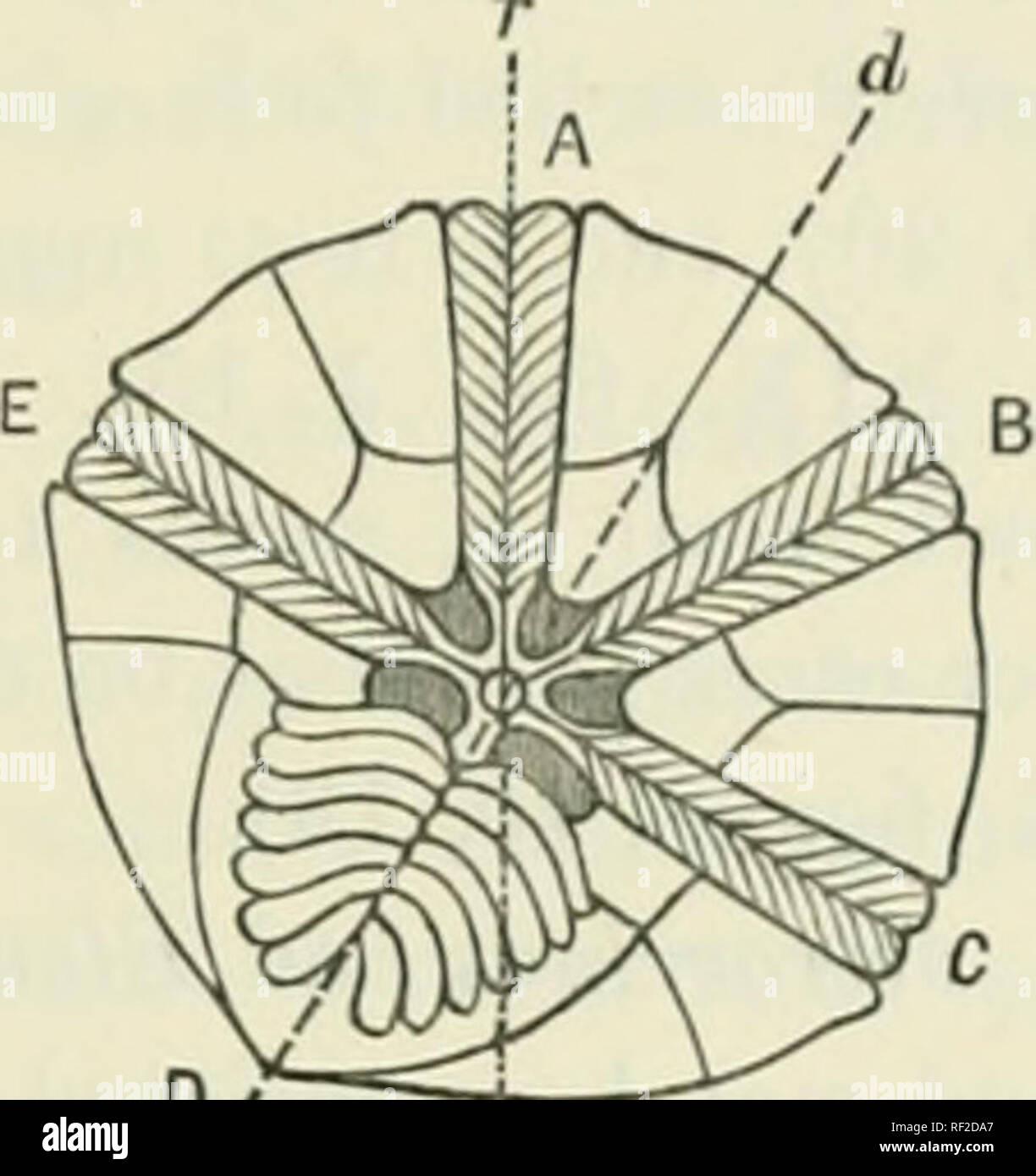 . Catalogue of the Blastoidea in the Geological Department of the ...