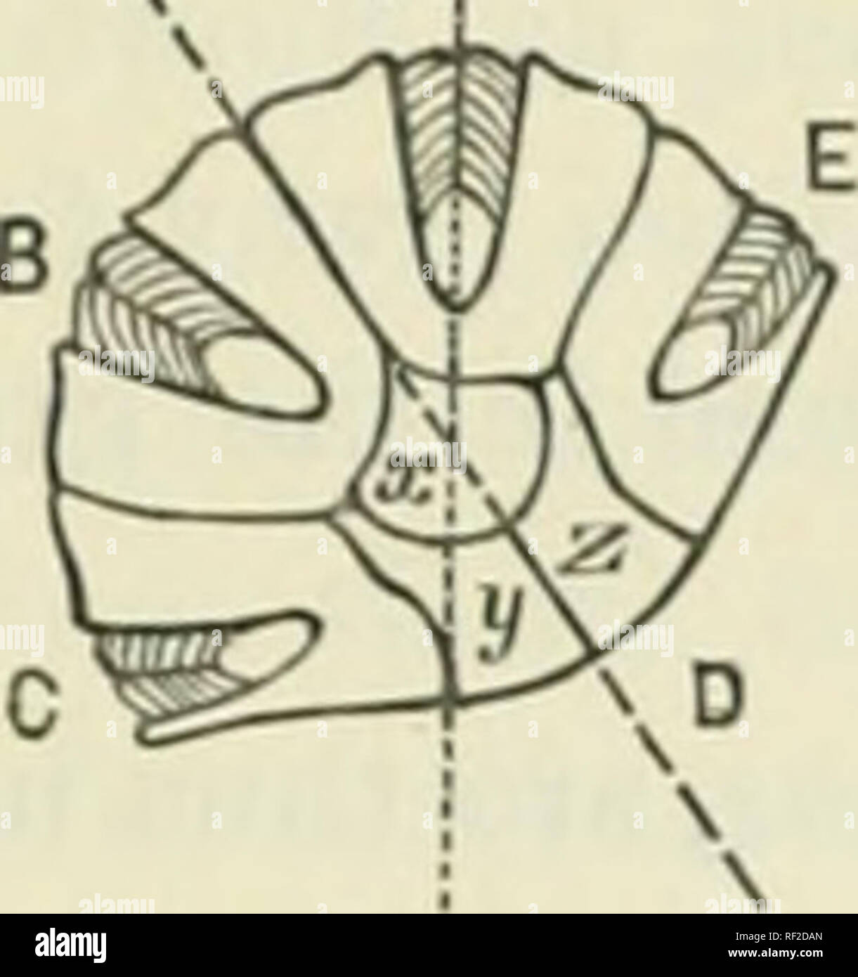 . Catalogue of the Blastoidea in the Geological Department of the ...