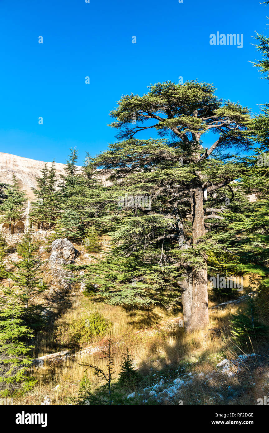 Cedar forest lebanon hi-res stock photography and images - Alamy
