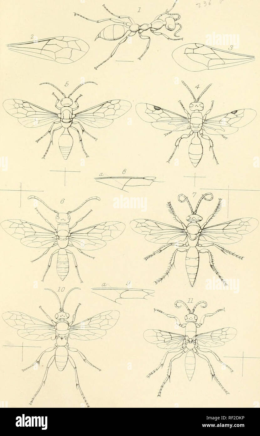 Vespidae wasps museum hi-res stock photography and images - Alamy