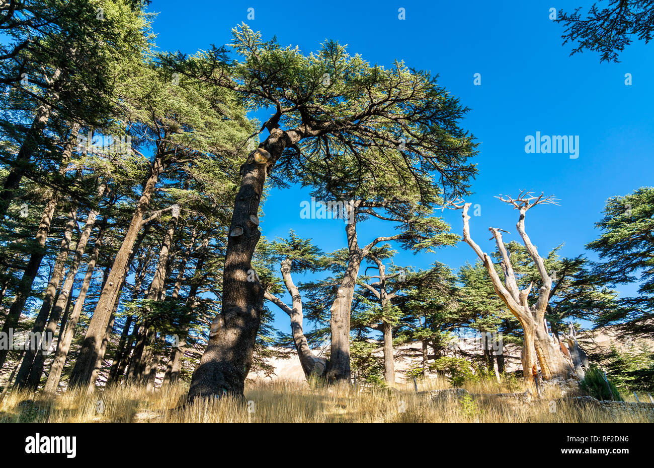 The Cedars of God at Bsharri in Lebanon Stock Photo - Alamy