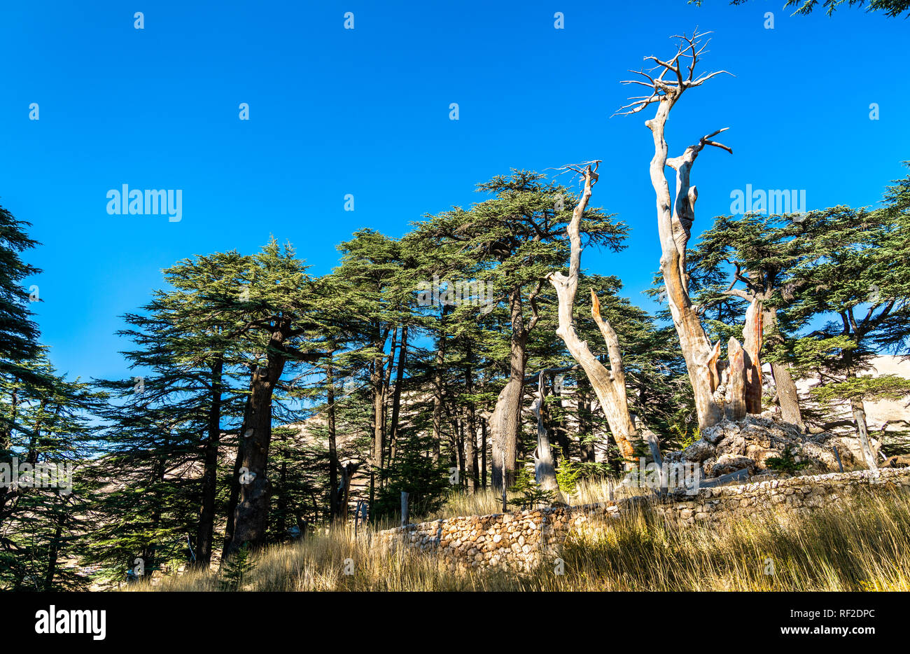 Lebanon cedar forest hi-res stock photography and images - Alamy