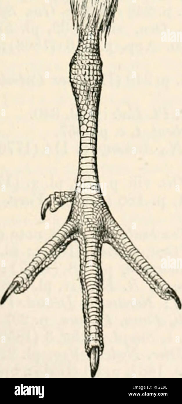 . Catalogue of the Birds in the British Museum. 1. AEENAIUA. 91 b ...