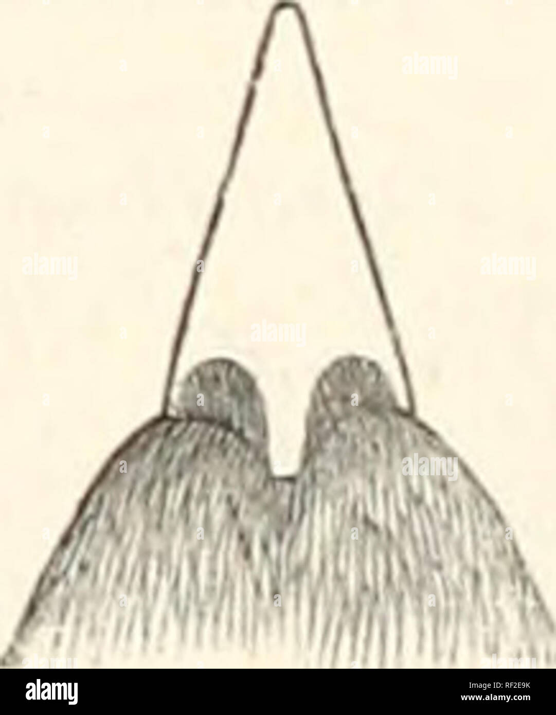 Median coverts feathers hi-res stock photography and images - Alamy