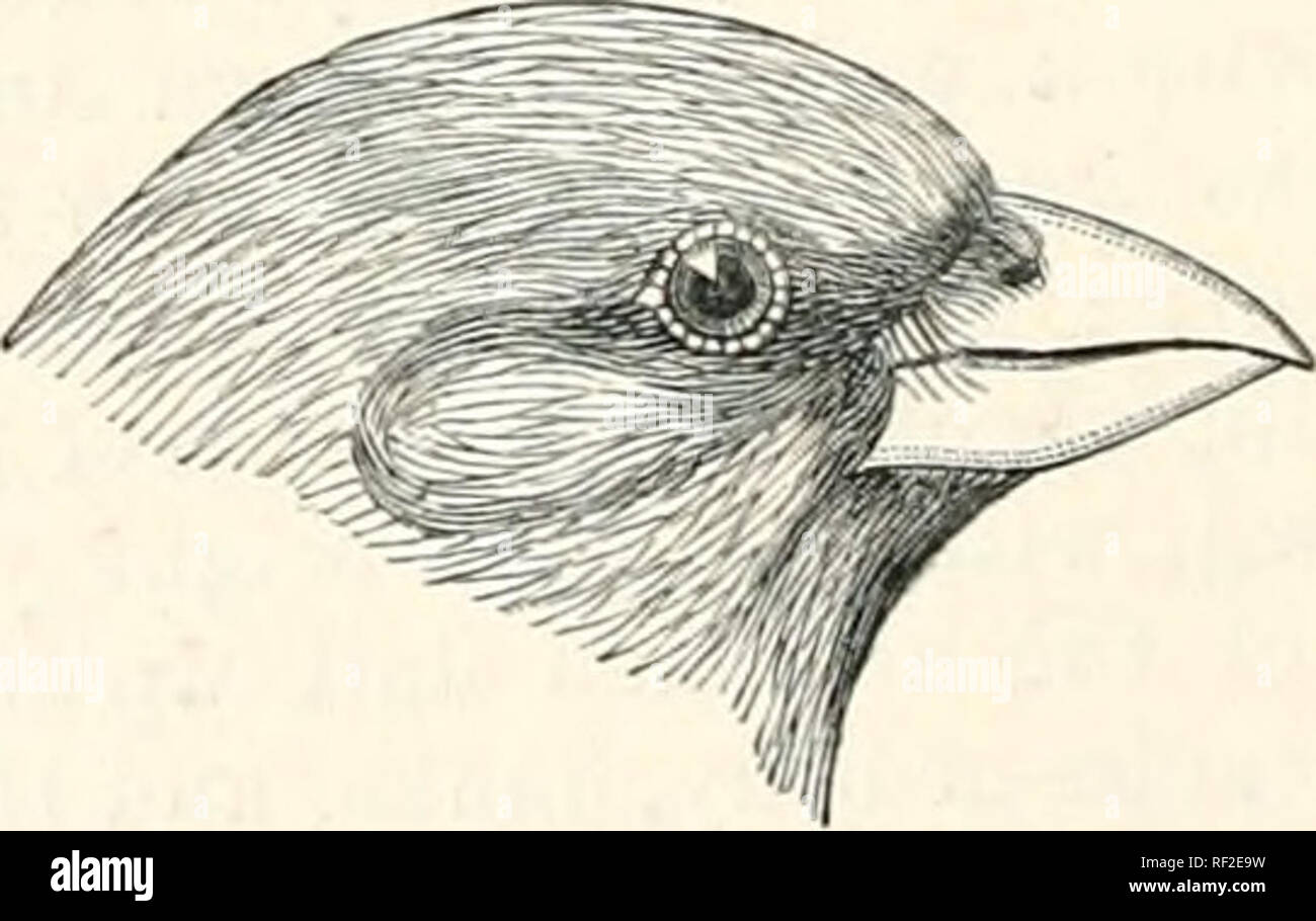 . Catalogue of the Birds in the British Museum. 298 FKINGILLID.E. inner ...