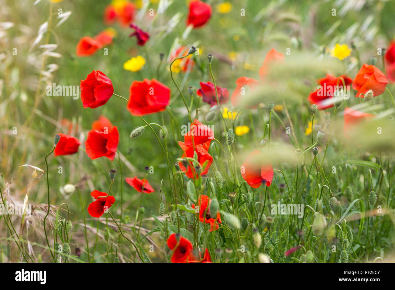 poppy field with flowers and fragrant herbs, landscape, picture Stock ...