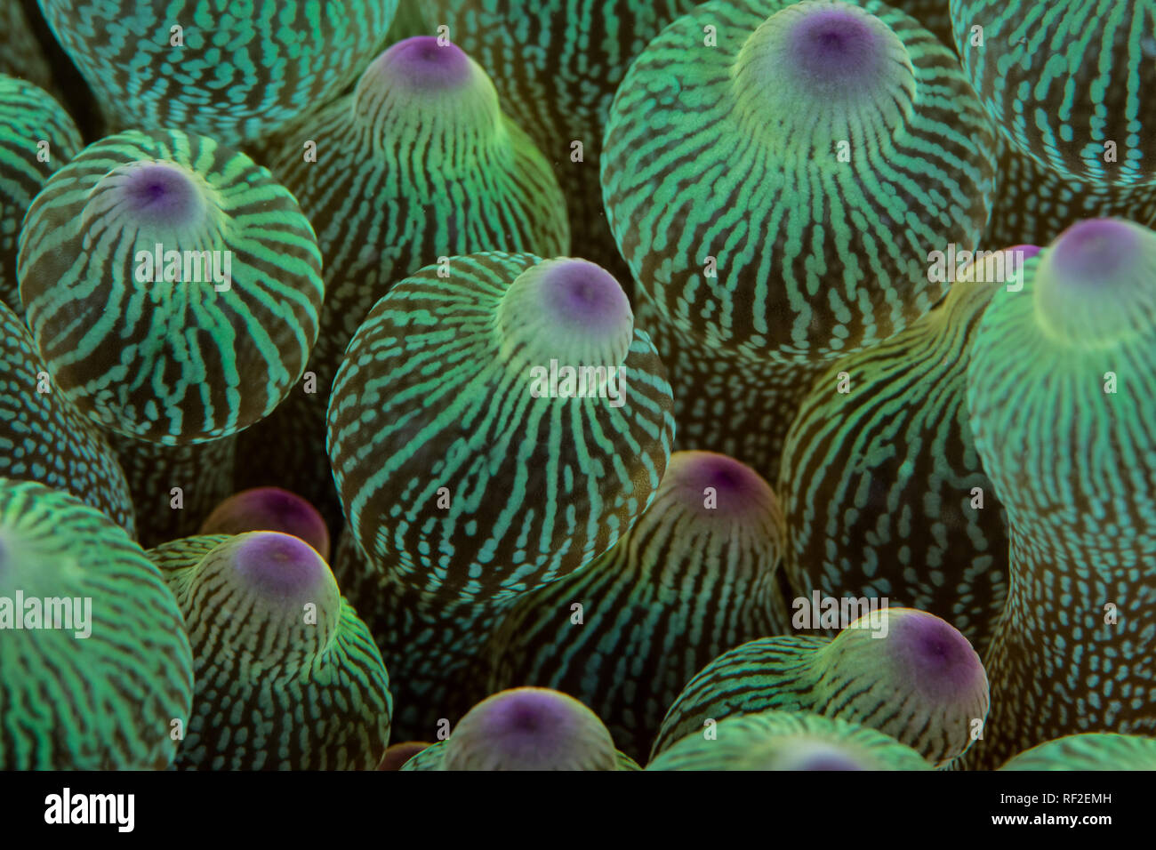 Detail of the bulbous tips of an anemone, Entacmaea quadricolor, in ...