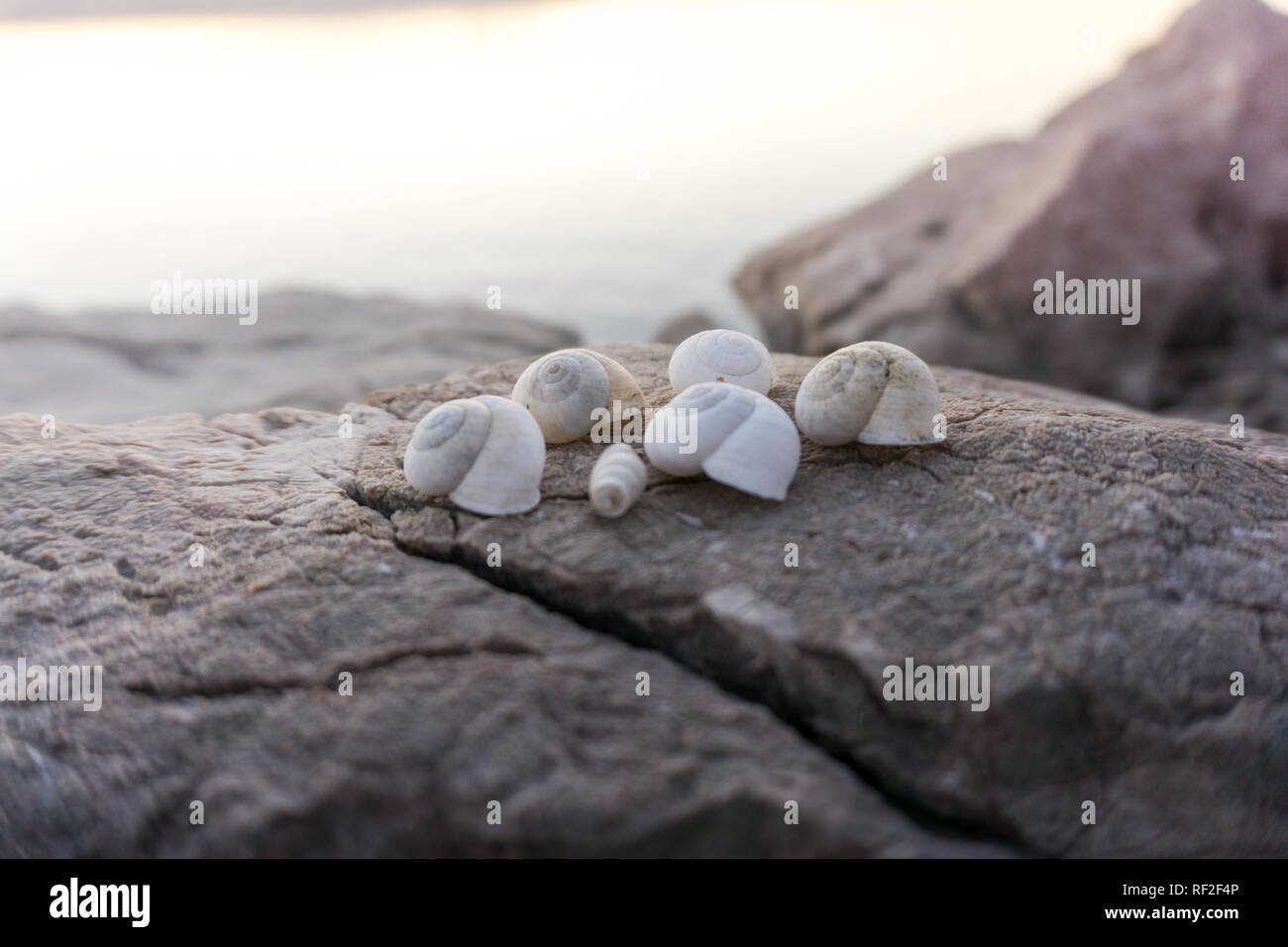Beautiful Seashells on rocks next to seaside on the sunset Stock Photo ...