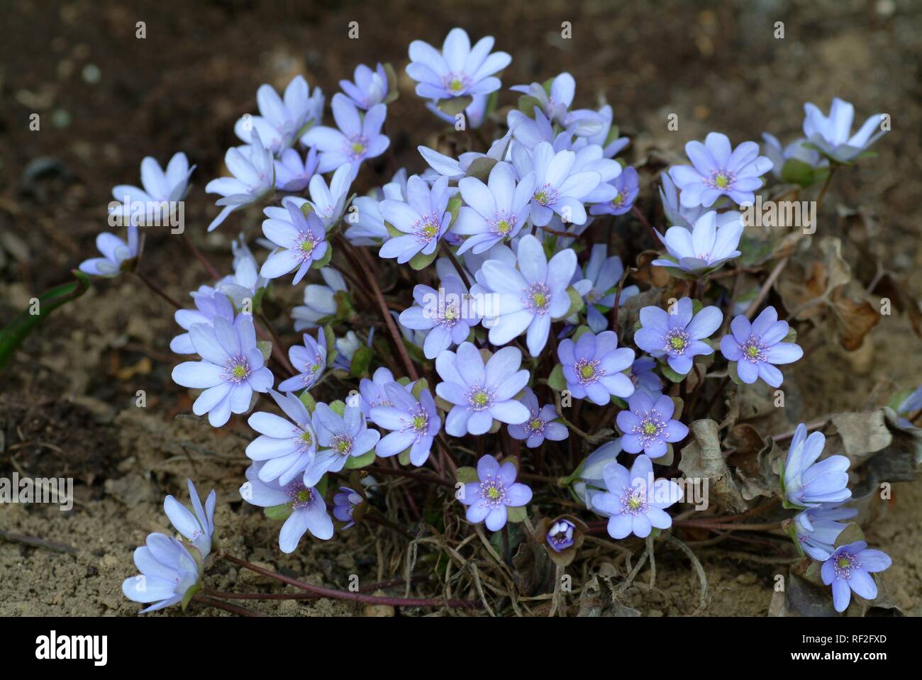 Hepatica liverwort kidneywort pennywort flower hi-res stock photography ...