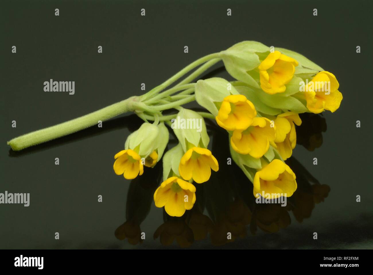 Primula officinalis hi-res stock photography and images - Alamy