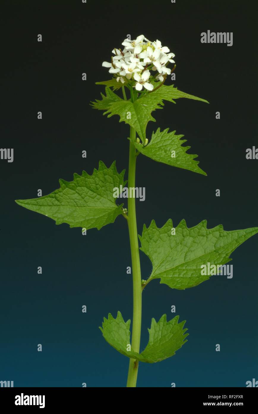 Garlic Mustard (Alliaria officinalis, Alliaria petiolata), medicinal ...