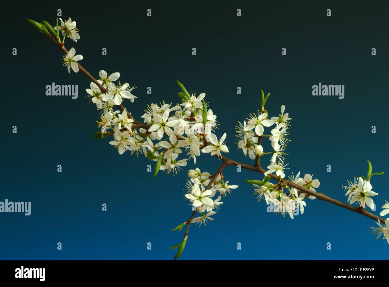 Blackthorn or Sloe (Prunus spinosa), medicinal plant Stock Photo - Alamy