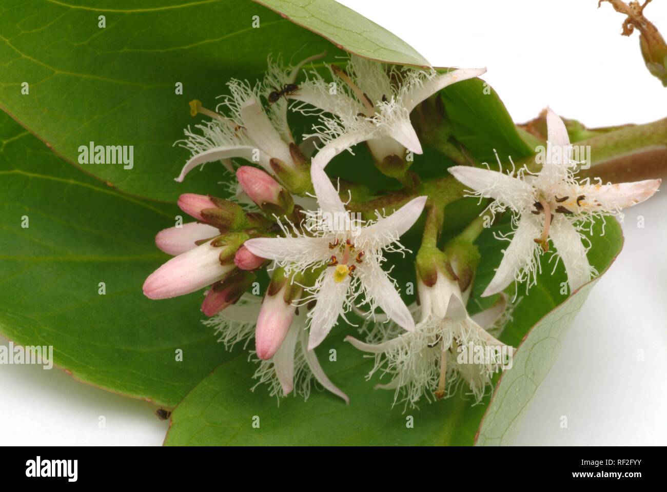 Bog-Bean or Buckbean (Menyanthes trifoliata), medicinal plant Stock ...