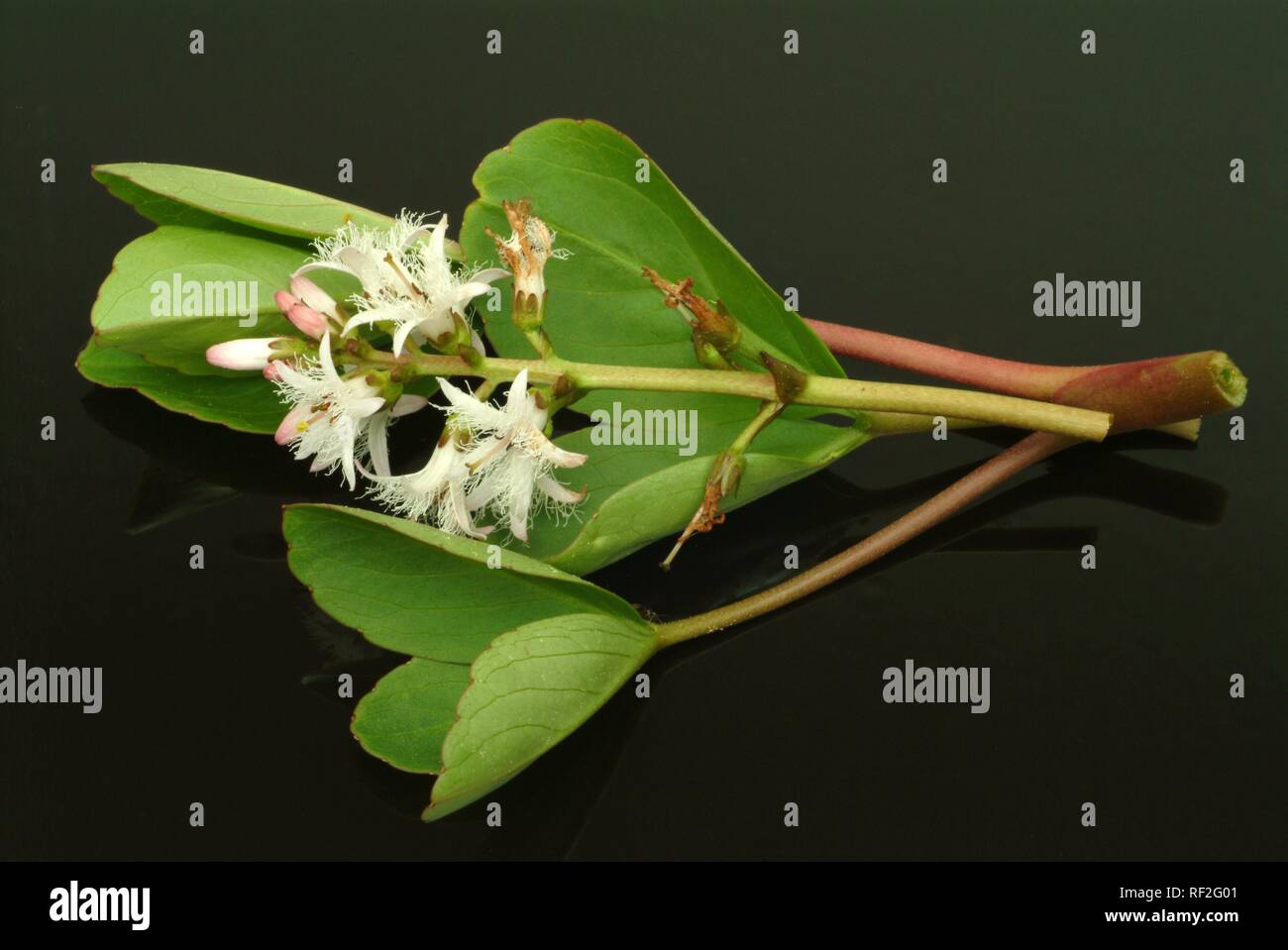 Buckbean plant hi-res stock photography and images - Alamy