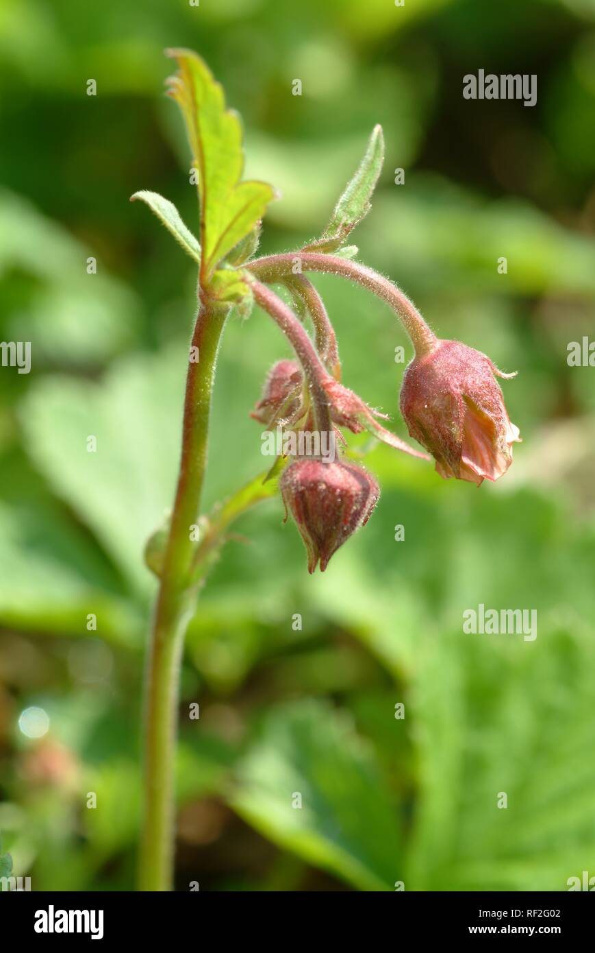 Water Avens or Purple Avens (Geum rivale), medicinal plant Stock Photo ...
