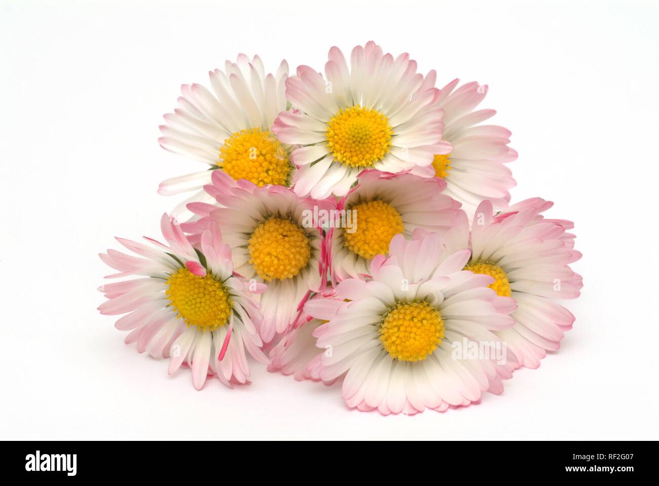 Common Daisies or Lawn Daisies (Bellis perennis), medicinal plant Stock ...
