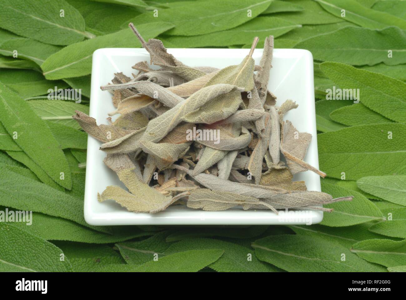 Salvia officinalis pot hi-res stock photography and images - Alamy