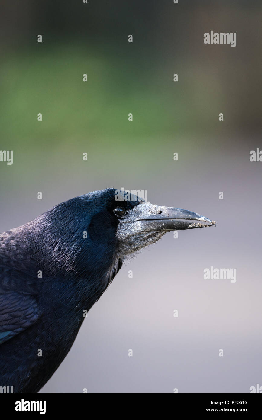 Upright rook hi-res stock photography and images - Alamy