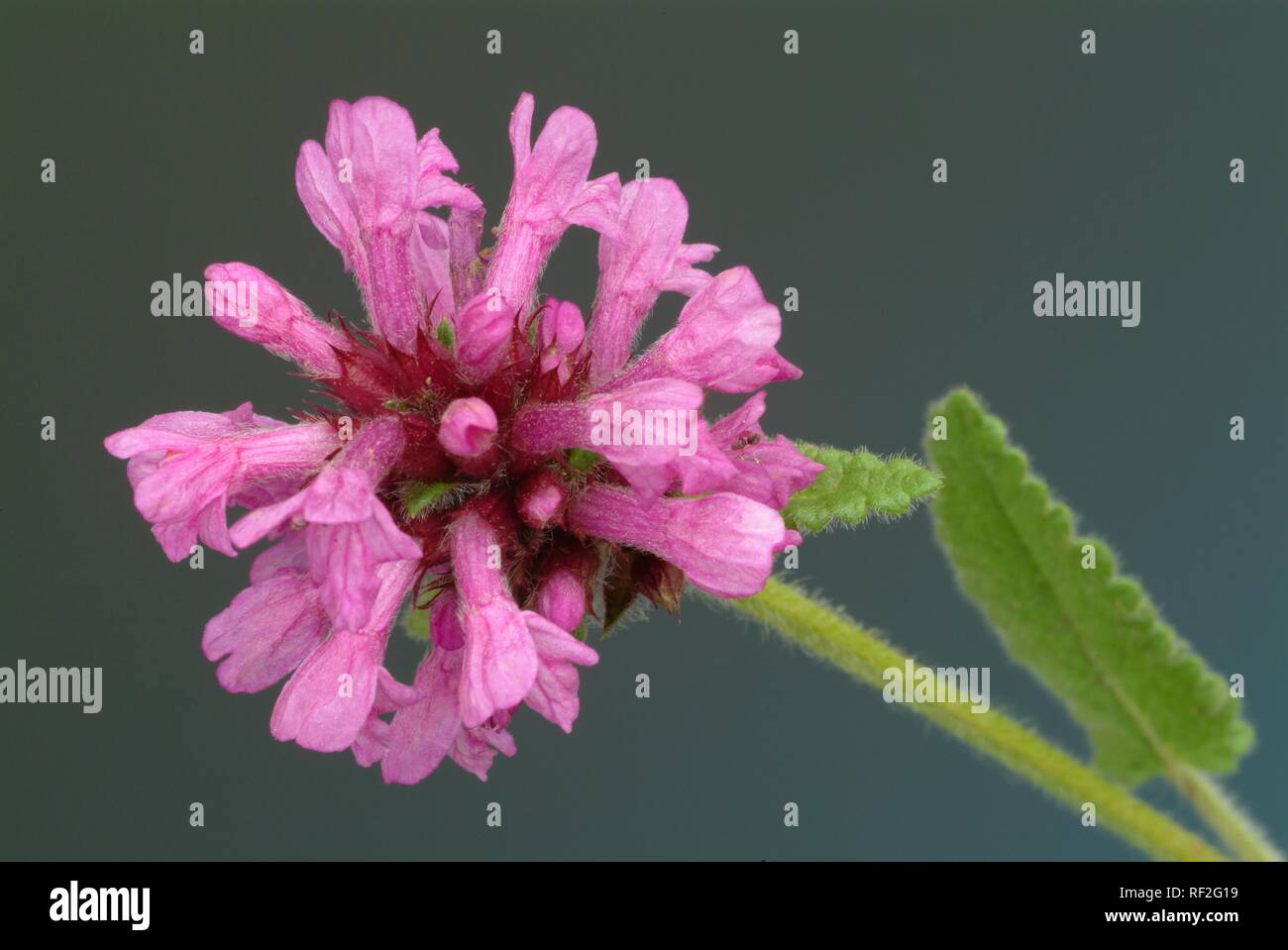 Purple Betony, Wood Betony or Bishop's Wort (Stachys officinalis ...