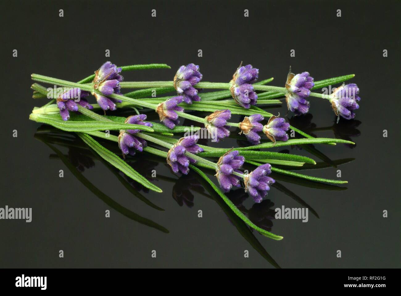 Common or English Lavender (Lavandula angustifolia, Lavendula ...