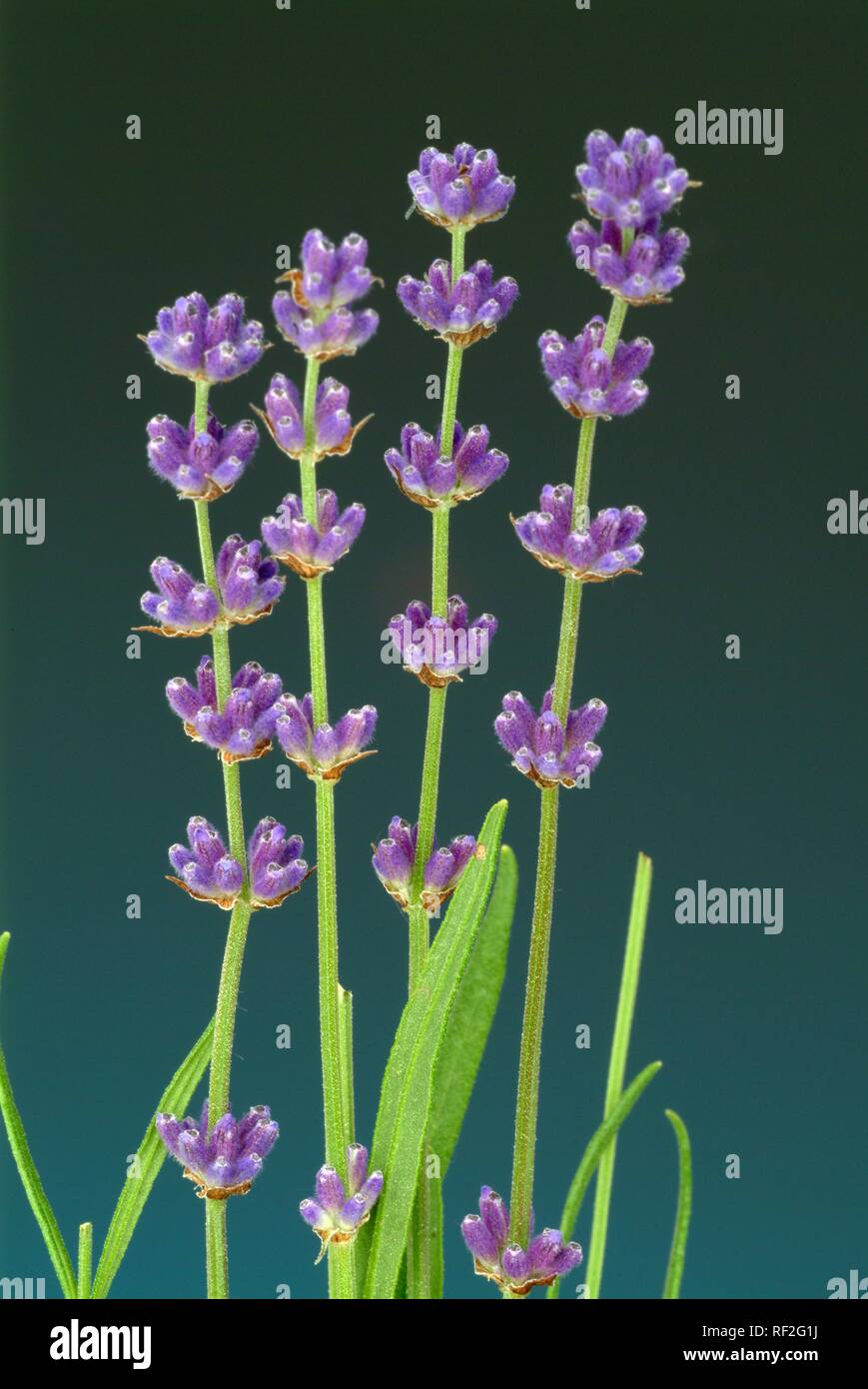 Common or English Lavender (Lavandula angustifolia, Lavendula ...