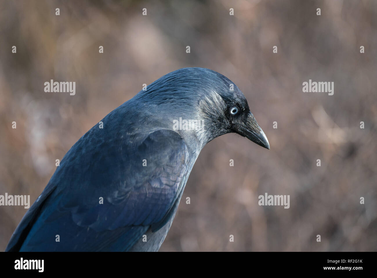 Staring crow hi-res stock photography and images - Alamy