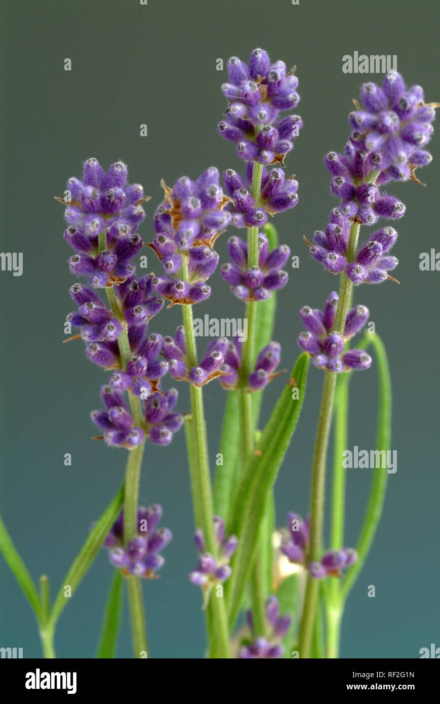 Common or English Lavender (Lavandula angustifolia, Lavendula ...