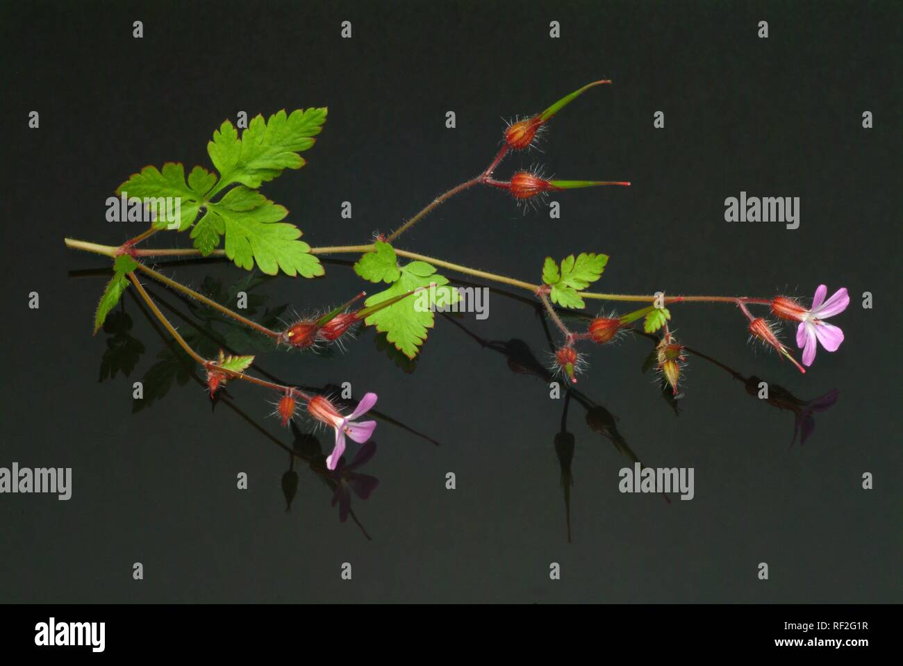 Herb Robert (Geranium robertianum), medicinal herb Stock Photo - Alamy
