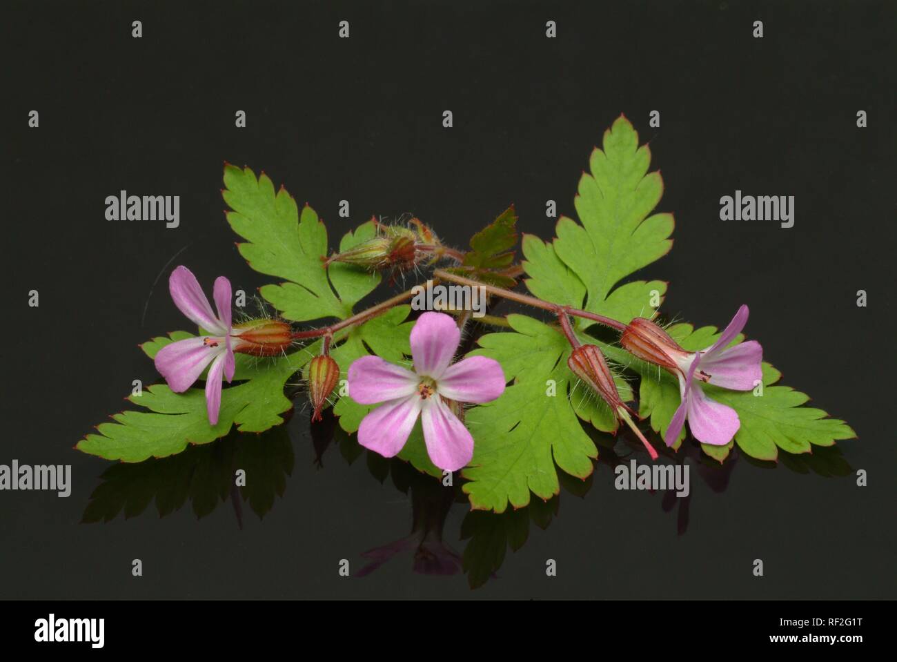 Medicinal geranium hi-res stock photography and images - Alamy