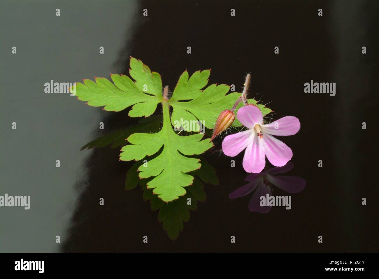 Herb Robert (Geranium robertianum), medicinal herb Stock Photo - Alamy