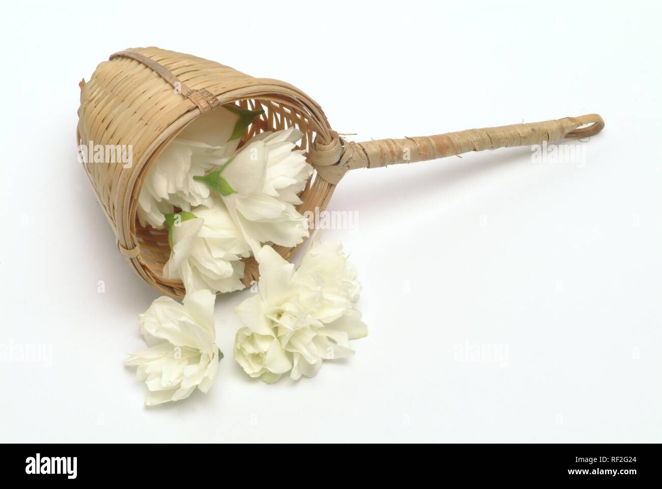 Yellow Jessamine, Evening Trumpetflower or Carolina Jessamine ...