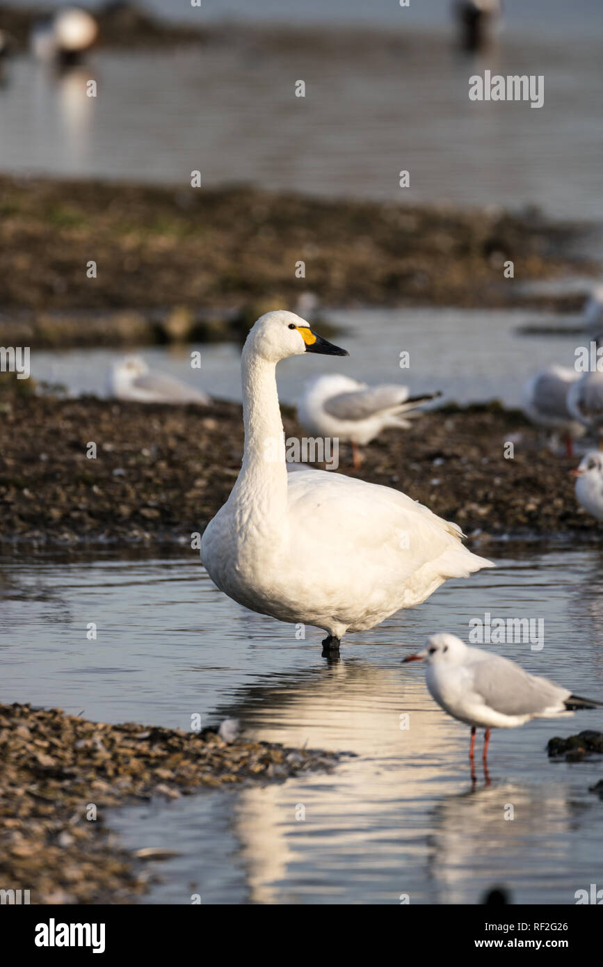 Bewick's Swan (Cygnus bewickii) standing in shallows looking backwards ...
