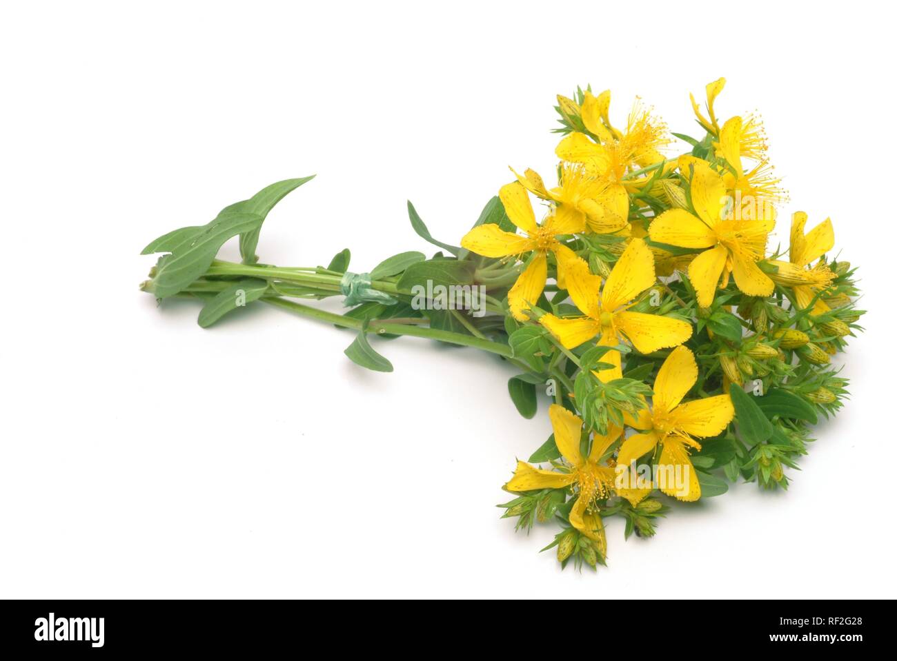 St. John's Wort or Tipton's Weed (Hypericum perforatum), medicinal herb ...
