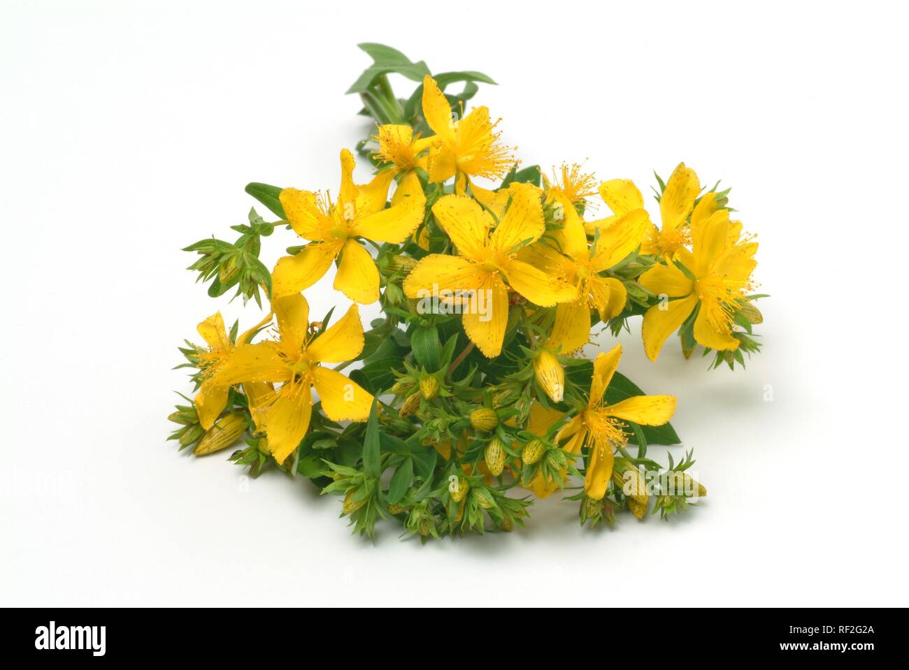 St. John's Wort or Tipton's Weed (Hypericum perforatum), medicinal herb ...