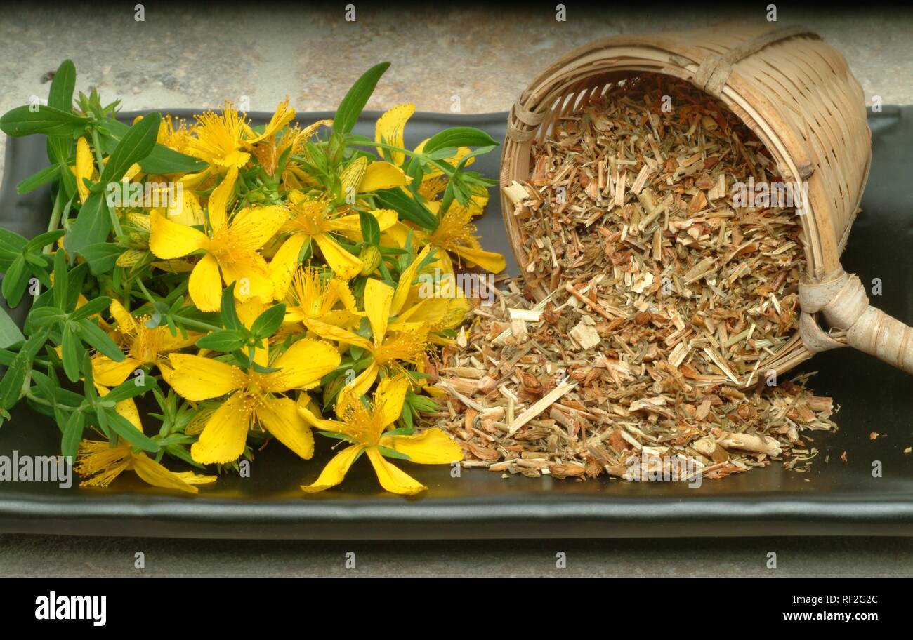 St. John's Wort or Tipton's Weed (Hypericum perforatum), medicinal herb ...
