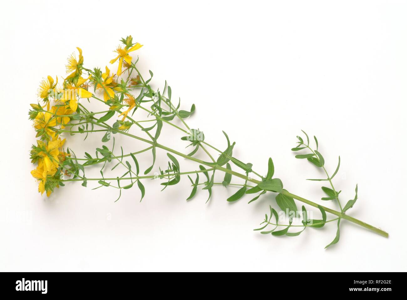 St. John's Wort or Tipton's Weed (Hypericum perforatum), medicinal herb ...