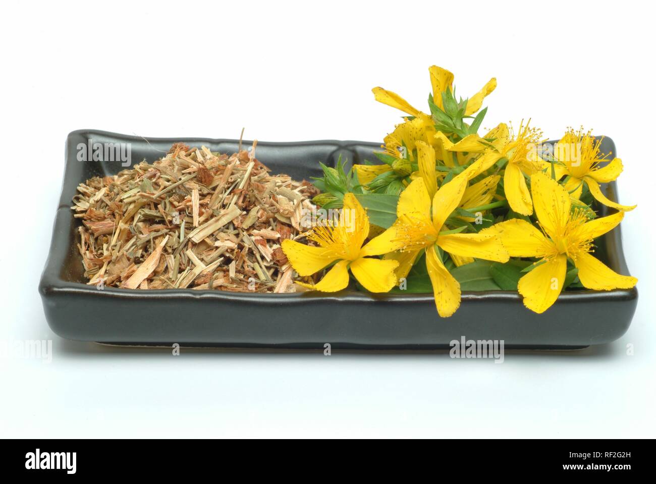 St. John's Wort or Tipton's Weed (Hypericum perforatum), medicinal herb ...
