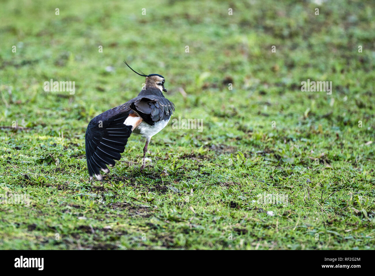 Feigning Stock Photos & Feigning Stock Images - Alamy