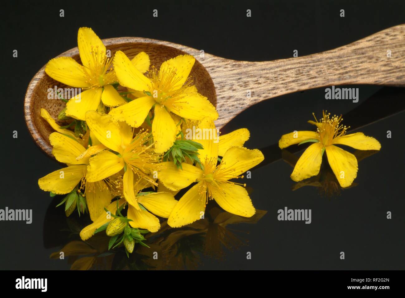 St. John's Wort or Tipton's Weed (Hypericum perforatum), medicinal herb ...